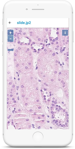 My Pathomation mobile app - My Pathomation